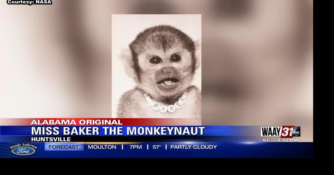 Alabama Original Miss Baker The Monkeynaut | Video | waaytv.com