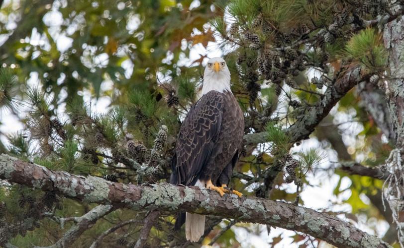 Alabama Original: Bald Eagles of Lake Guntersville | Features | waaytv.com