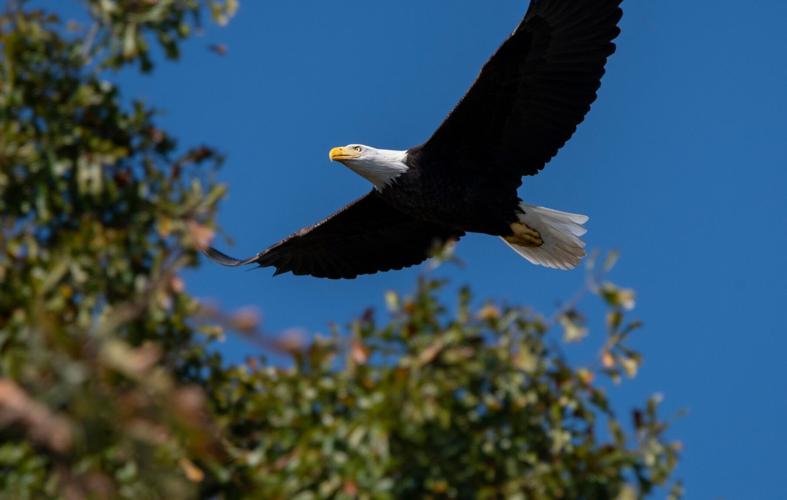 Alabama Original: Bald Eagles of Lake Guntersville | Features | waaytv.com