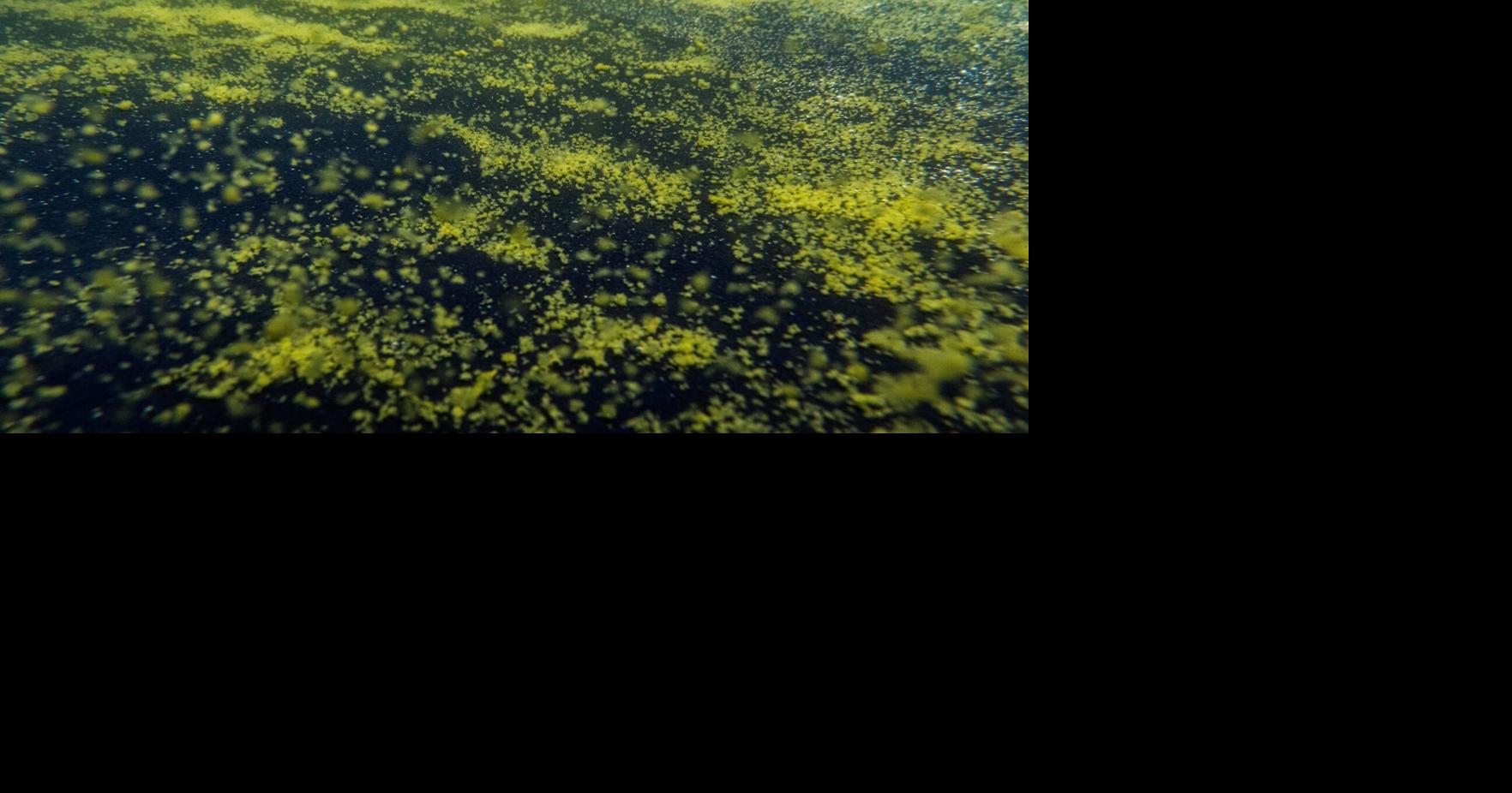 Trump claims vandals will force drainage of algae-plagued Reflecting ...