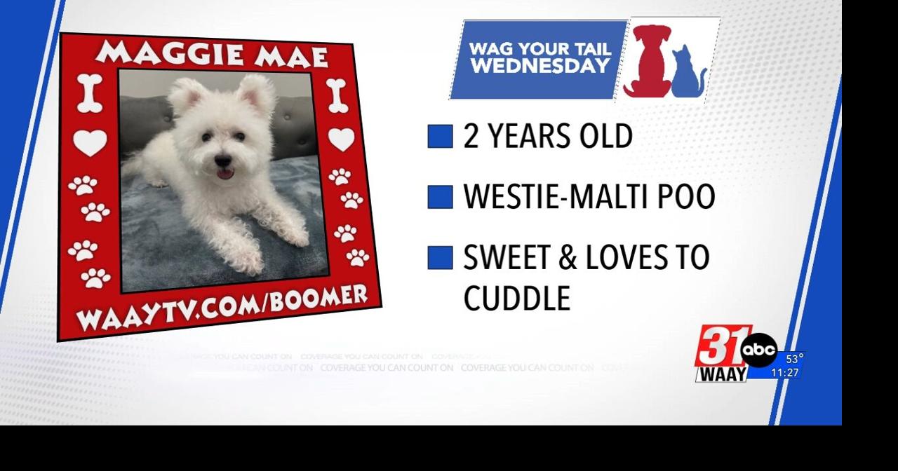 Wag Your Tail Wednesday with Maggie Mae | Video | waaytv.com