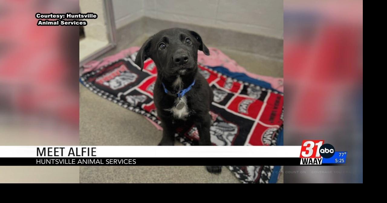 Wag Your Tail Wednesday | Video | waaytv.com