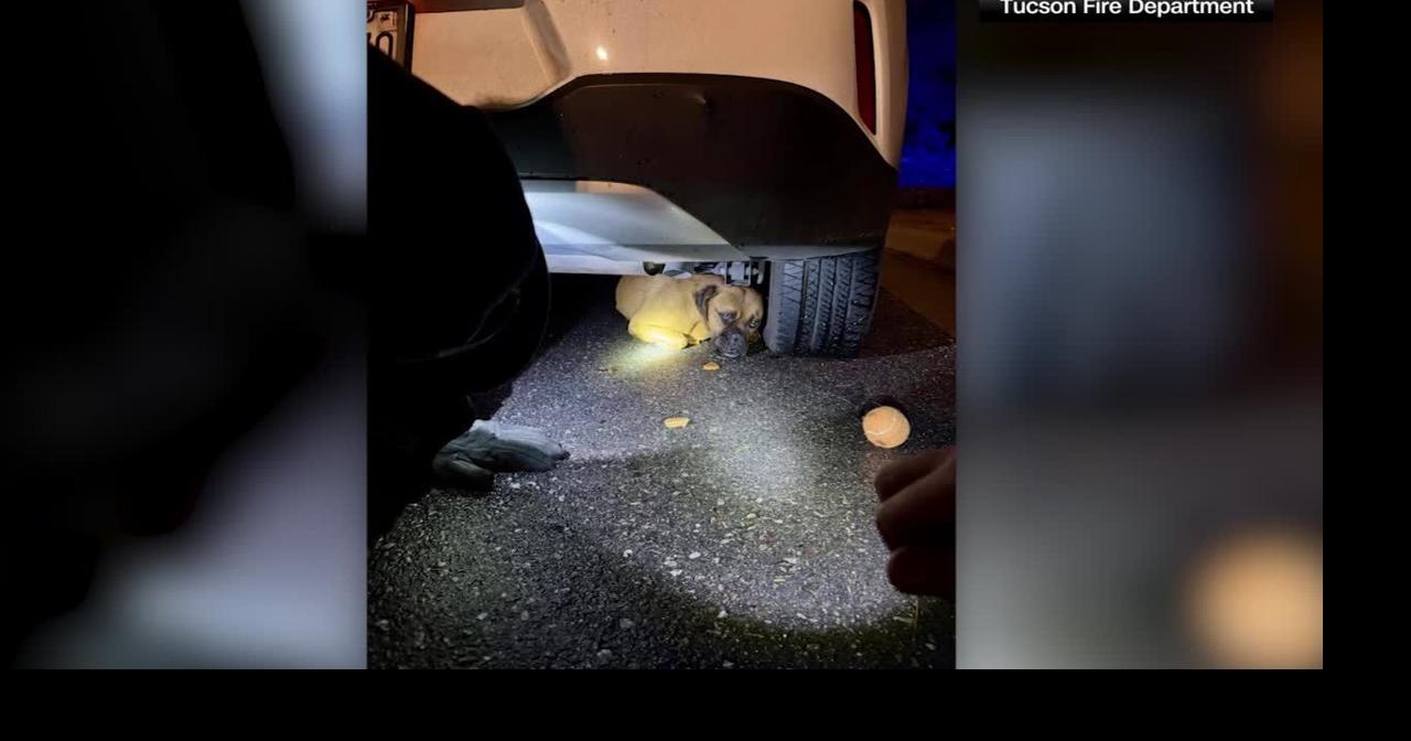 RESCUED Firefighters save dog trapped under vehicle in Tucson, Arizona ...