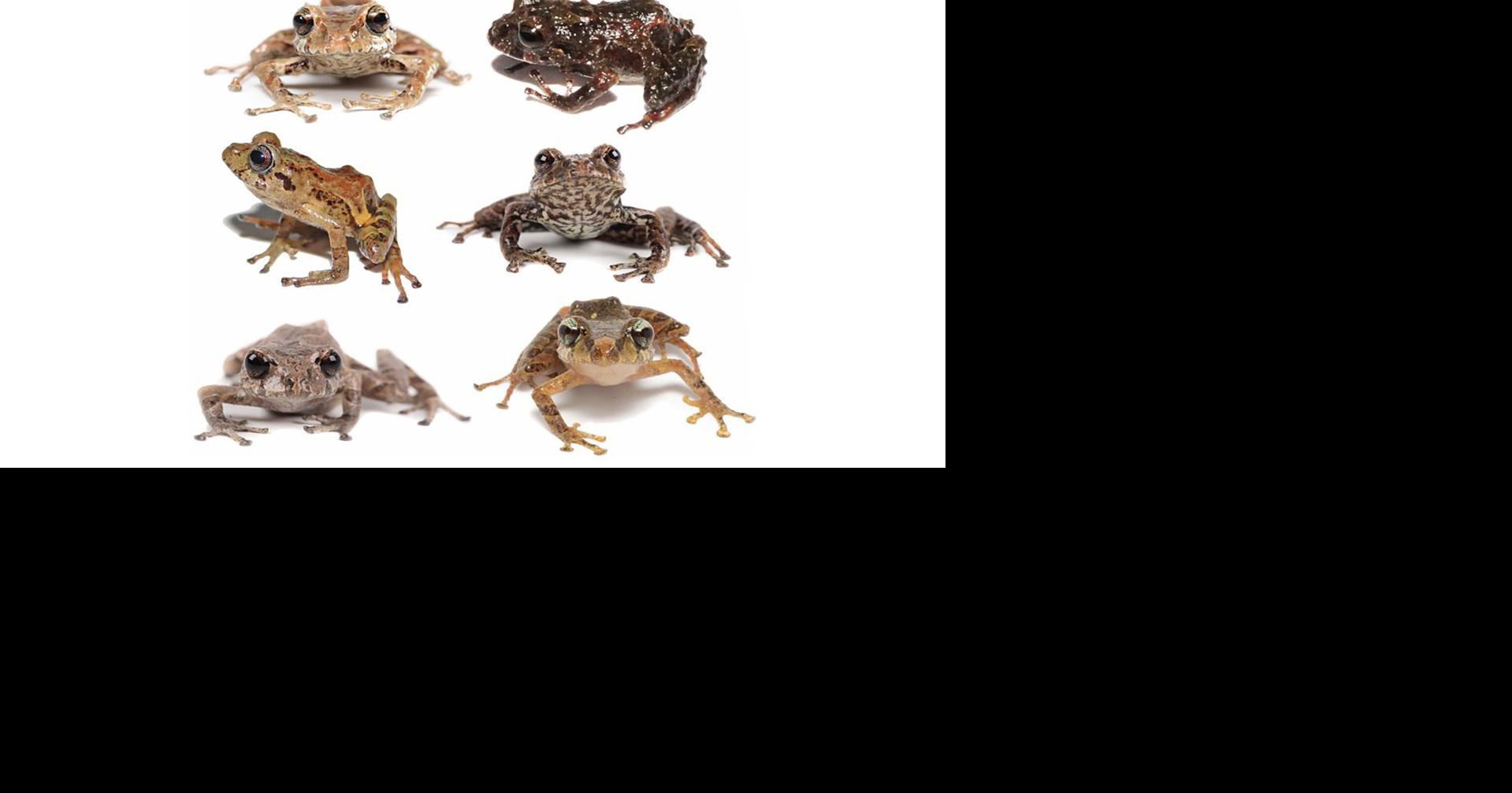 6 new species of rain frogs discovered in Ecuador | News | waaytv.com
