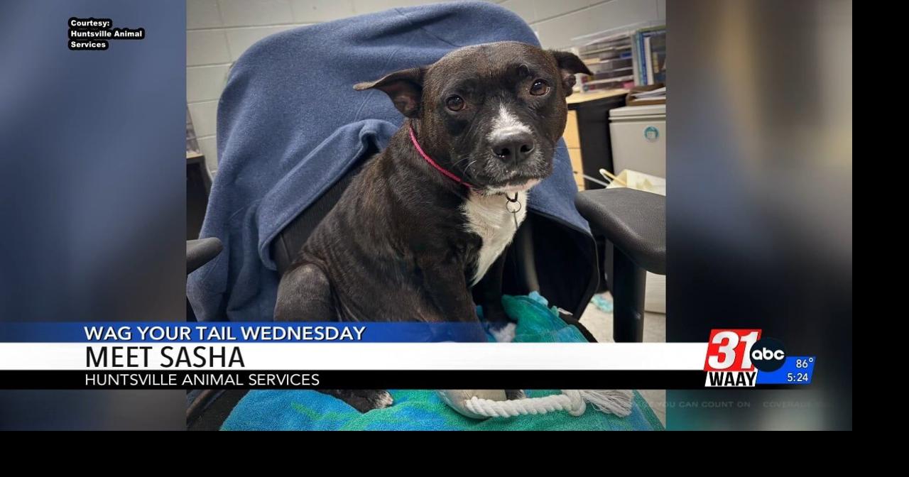 Wag Your Tail Wednesday | Video | waaytv.com