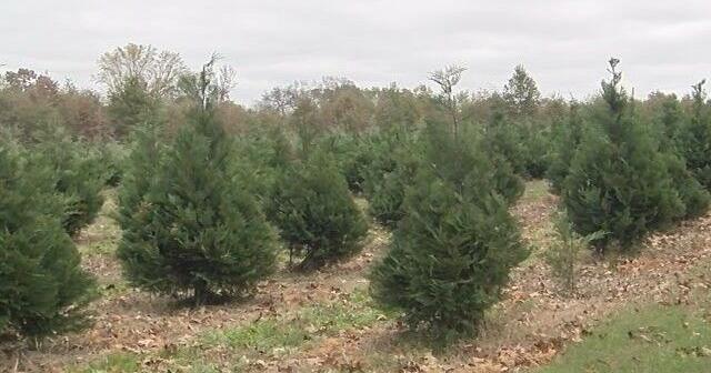 North Alabama Christmas tree farmers won't be impacted by drought but ...