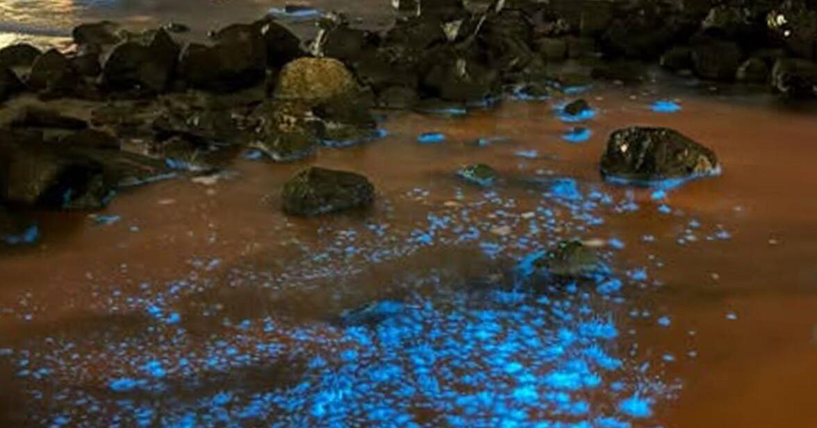 Bioluminescent algae are bathing this Australian beach in an electric ...