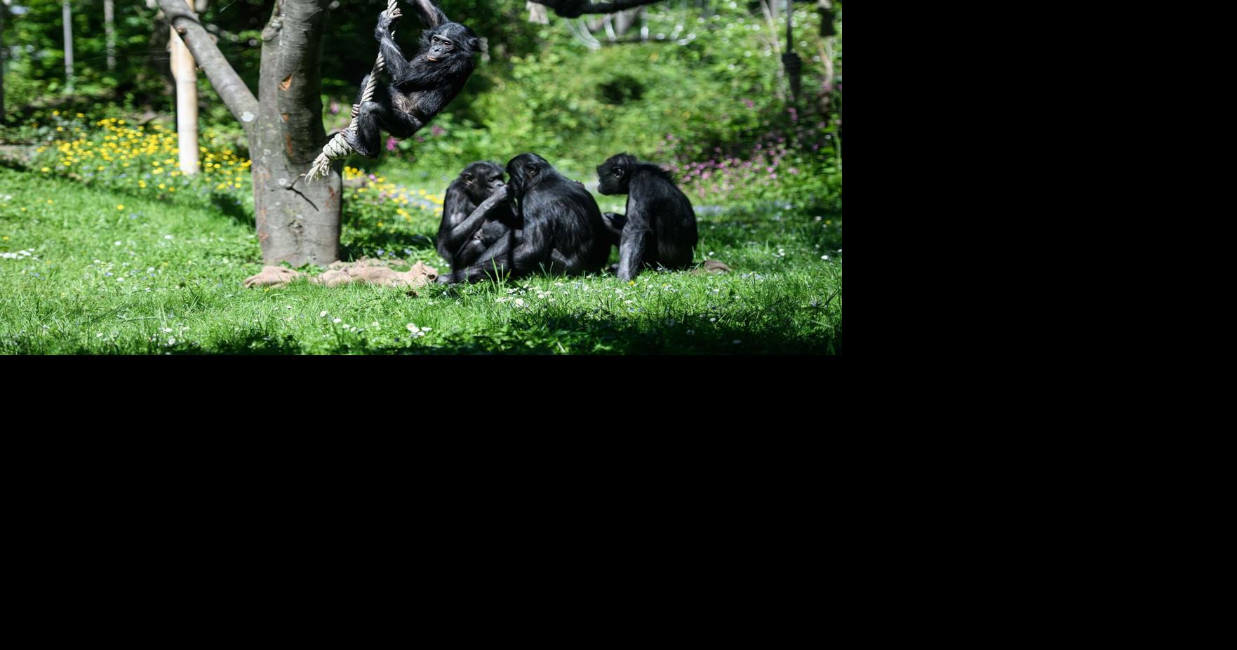 Bonobos are capable of pretend play, just like human children | News ...