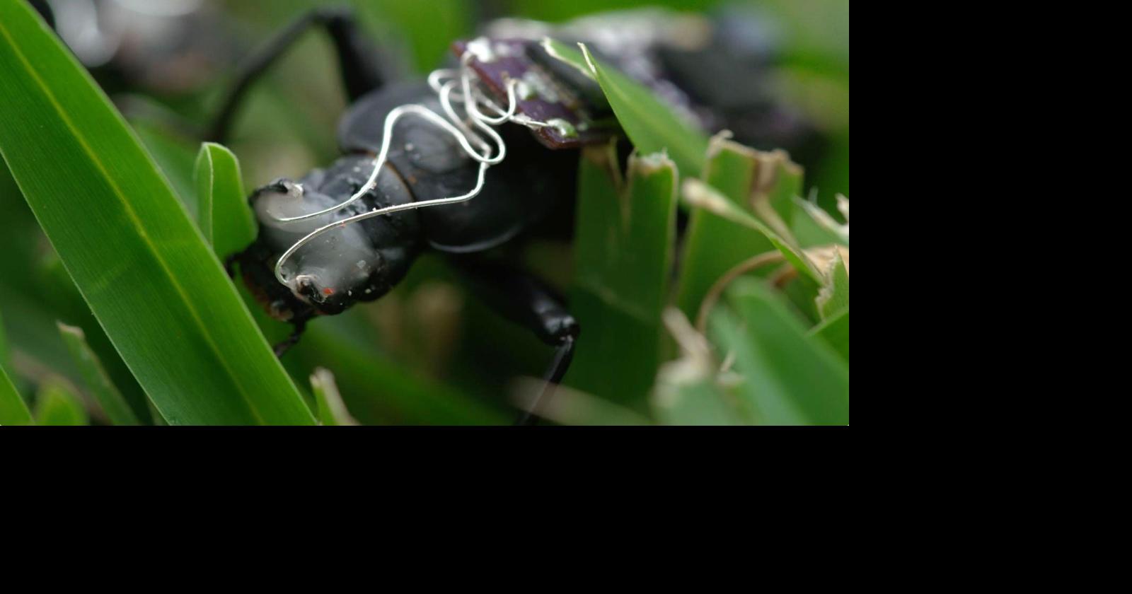 Giant cyborg cockroaches could be the search and rescue workers of the ...