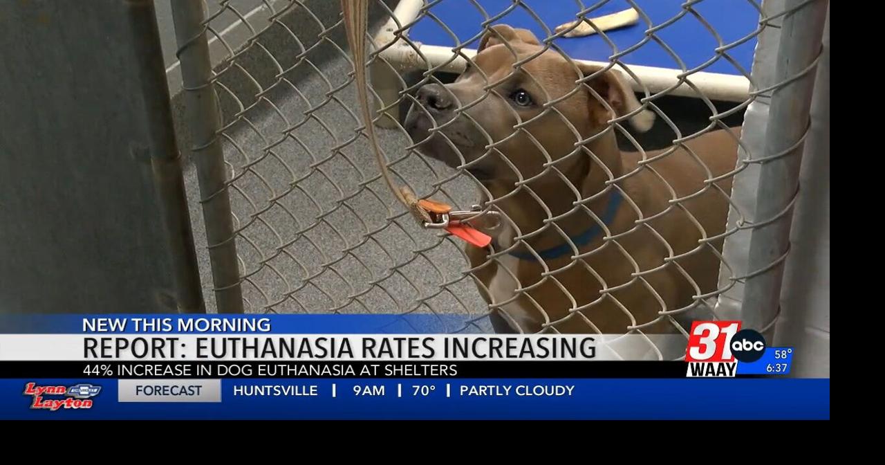 ANIMAL SHELTER EUTHANASIA REPORT + FOSTER CARE TIPS | Video | waaytv.com