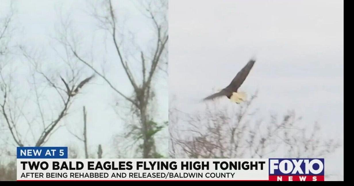 'It was very emotional': 2 Baldwin County bald eagles are back in the ...