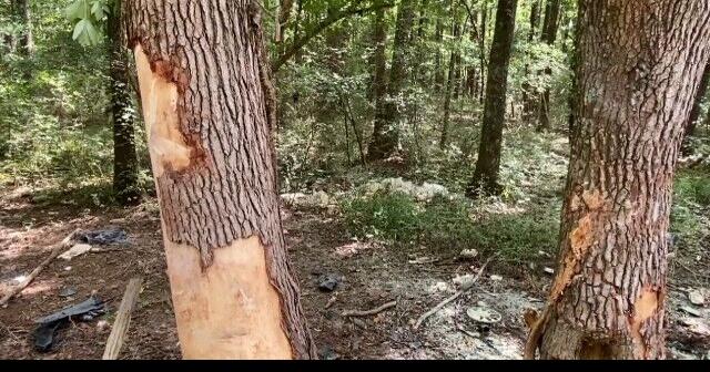 ALEA completes investigation of teen killed in pursuit with Decatur ...