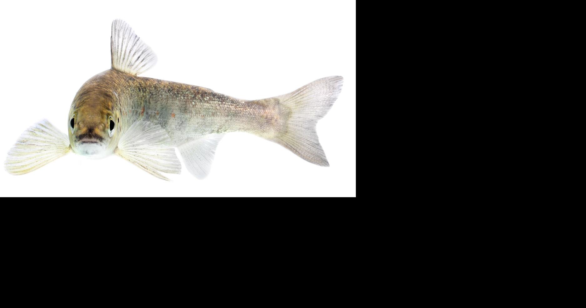 Salmon migration affected by drug pollution in water from antianxiety ...