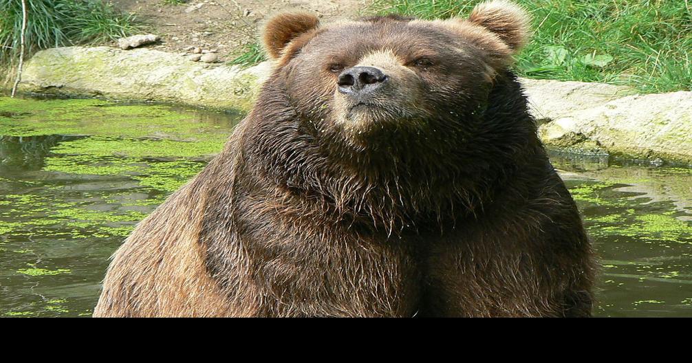 Which animals would you like to see at a North Alabama zoo? NALZS wants ...