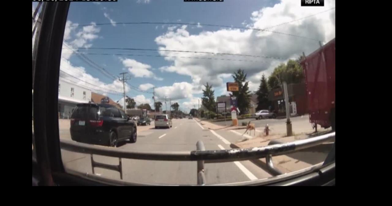 Video shows deer crashing through front windshield of bus | Video ...