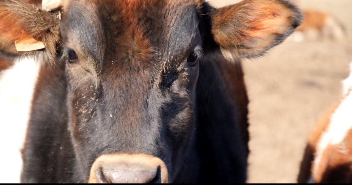 Scammers steal hundreds of thousands of dollars in shipments from US ...