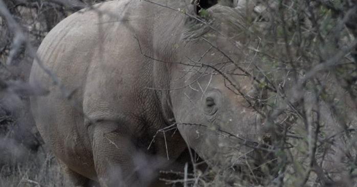 ‘Find my Friends for rhinos’: How high-tech tracking is keeping tabs on ...