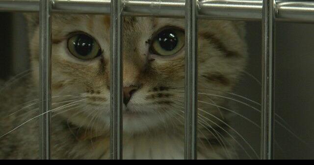 Huntsville Animal Shelter 'constantly overwhelmed' by too many animals ...