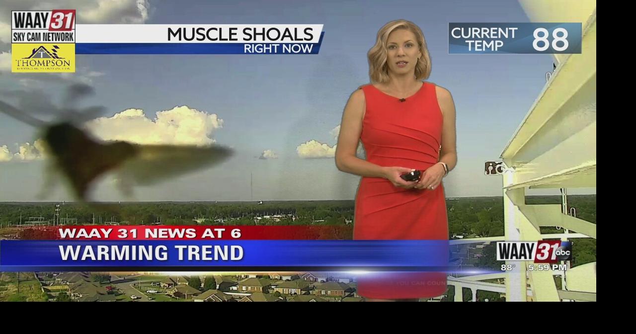 Big bug videobombs WAAY 31 Chief Meteorologist Kate McKenna | Video ...