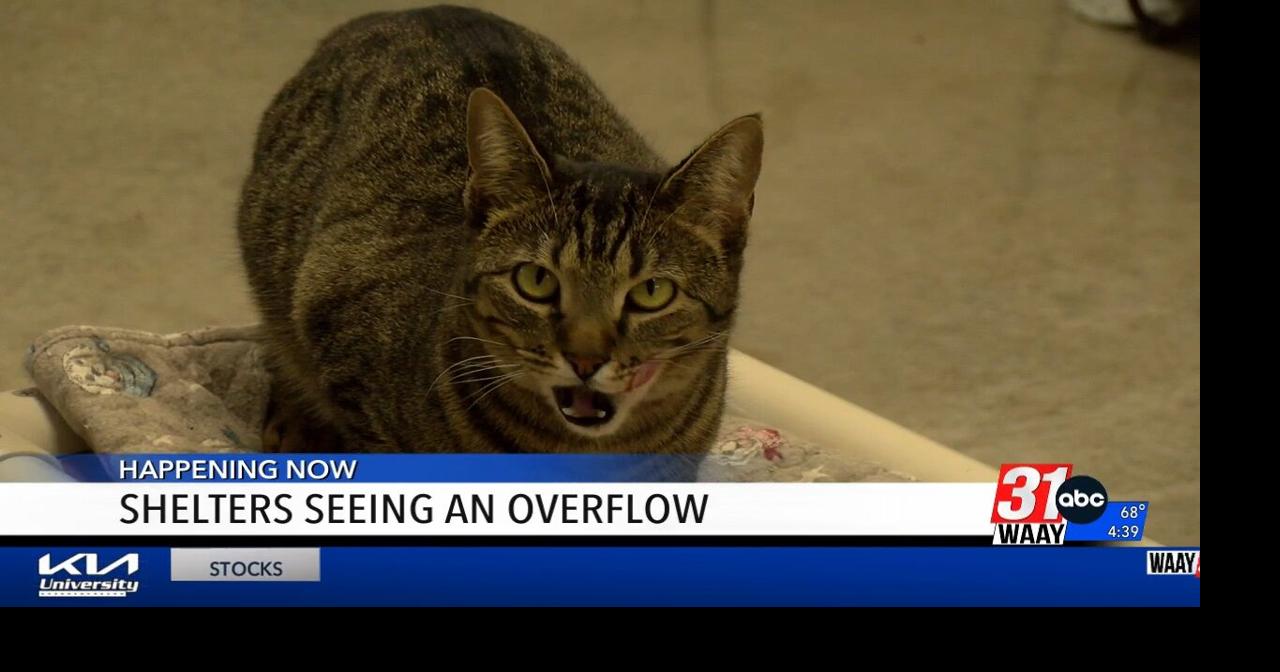 North Alabama shelters seeing overflow of animals | Video | waaytv.com