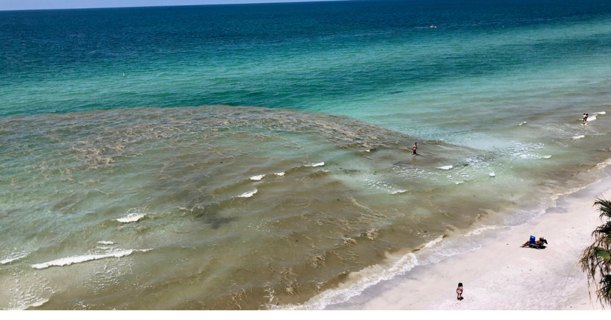 'Sea sawdust,' Visitors spot brown, discolored water at some Florida ...