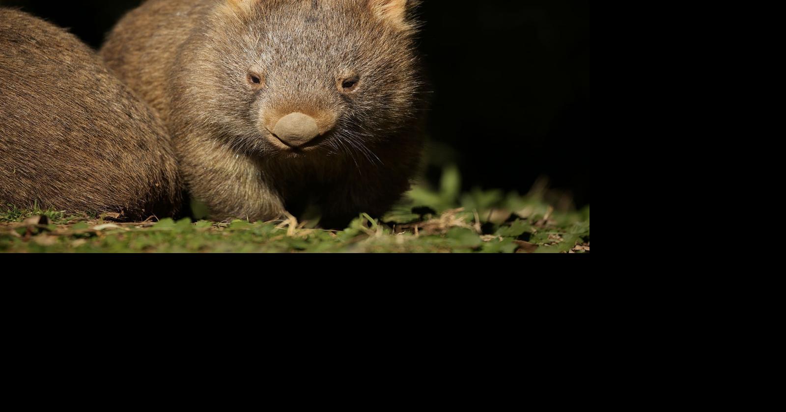 US tourist filmed running off with baby wombat may have visa canceled ...