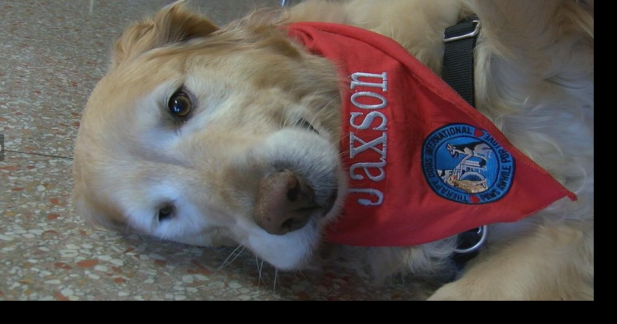 VFW Post, Rescue Dog Honored Nationally for #StillServing Huntsville ...
