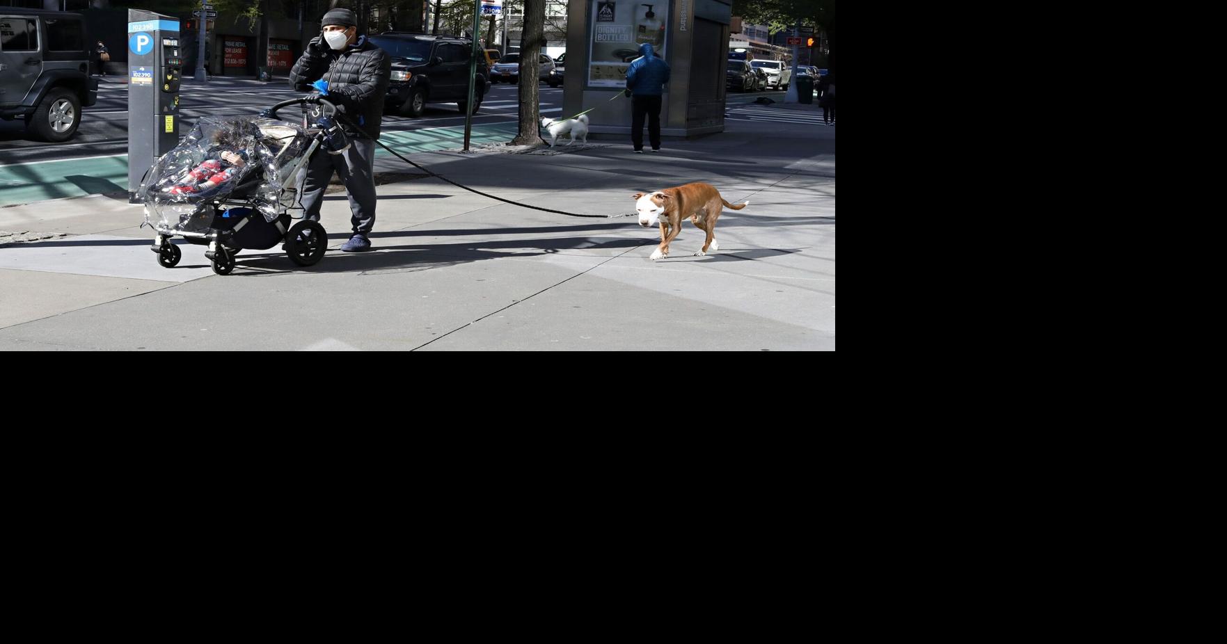 We’re multitasking while walking our dogs. Animal experts say this is a ...