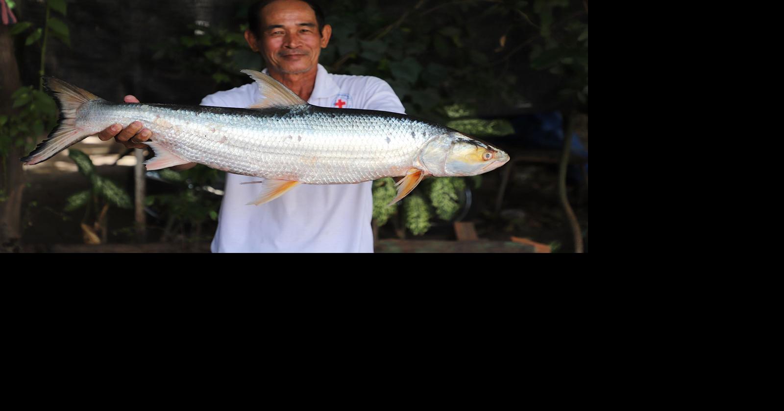 Scientists feared this huge ‘ghost’ fish was extinct. It was just seen ...