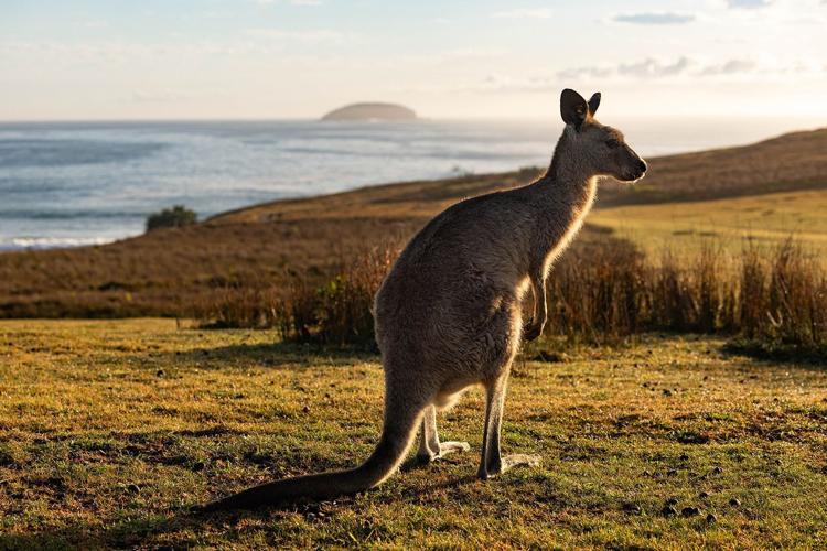 Scientists produced world’s first kangaroo embryo through IVF. It has ...