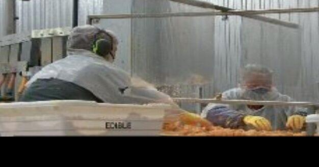 Wayne Farms has 500 jobs available, offering a $1,500 signing bonus at ...