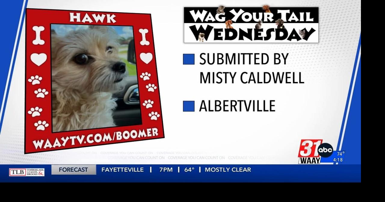 Wag Your Tail Wednesday with Boomer and Jeff Castle: March 20 | Video ...