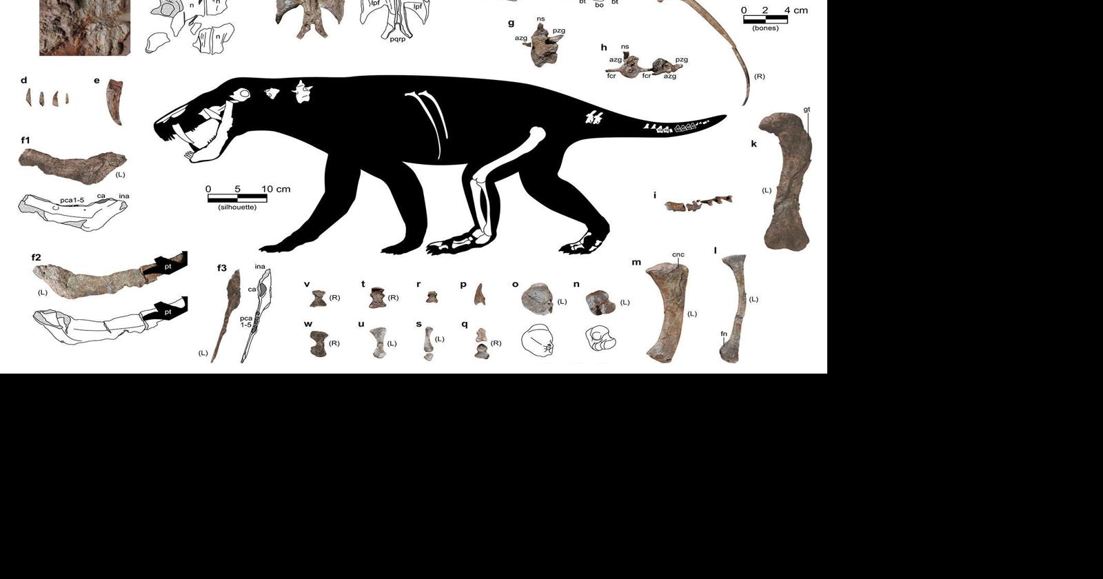 Ancient saber-toothed predator found in Spain is the oldest of its kind ...