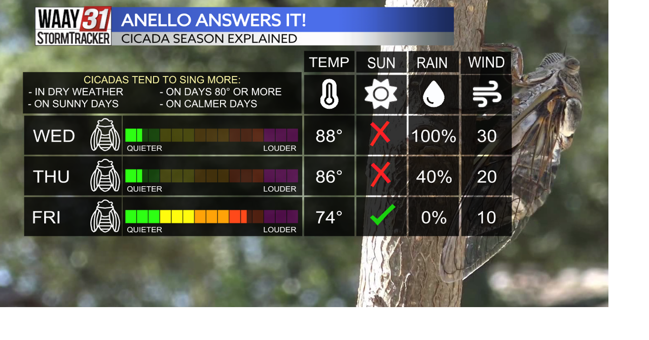 Anello Answers It: Cicada Season Explained | News | waaytv.com