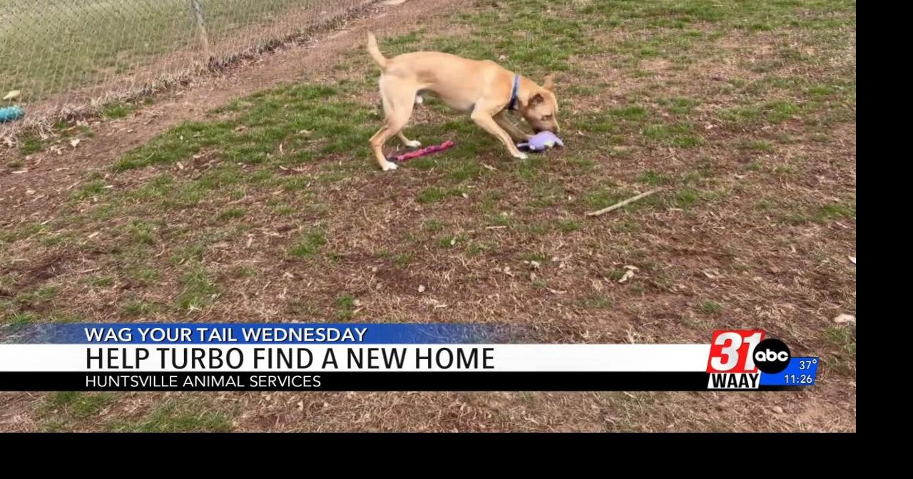 Wag Your Tail Wednesday | Video | waaytv.com