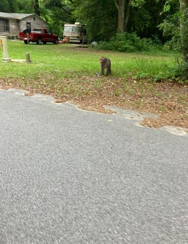 Escaped pet primate in South Carolina was not captured alive | | waaytv.com