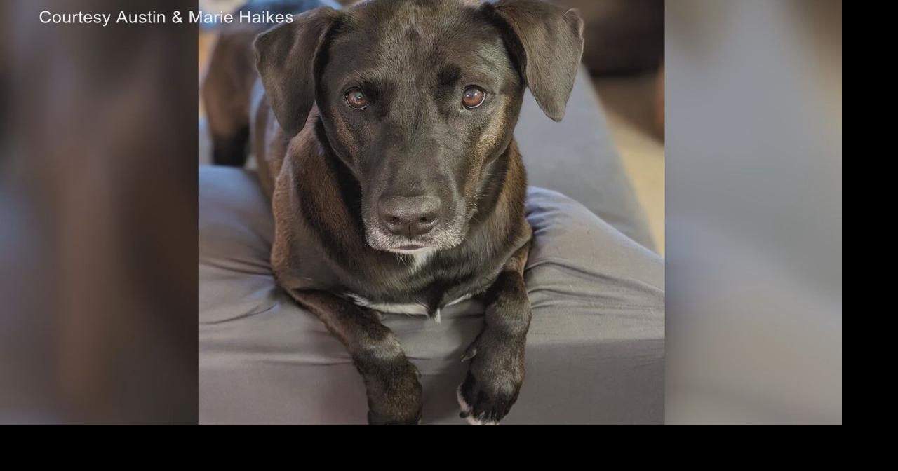 'It could've been prevented': Family speaks on dog's death in boarding ...
