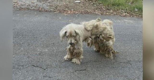 New Market resident calls out Madison County Animal Control for neglect ...