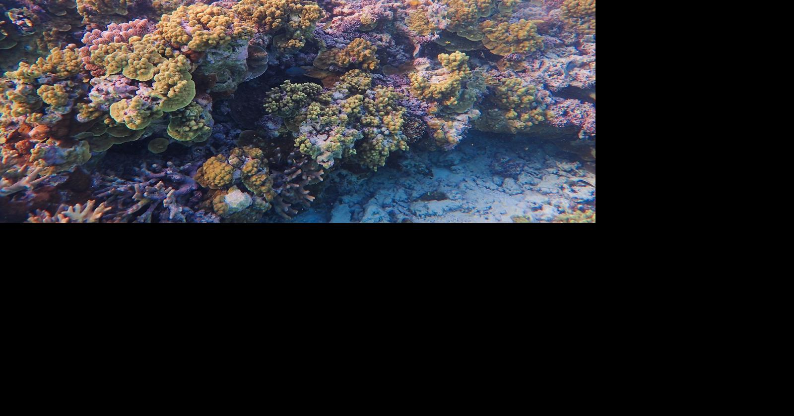 Coral bleaching on Australia’s Great Barrier Reef reaches ‘catastrophic ...