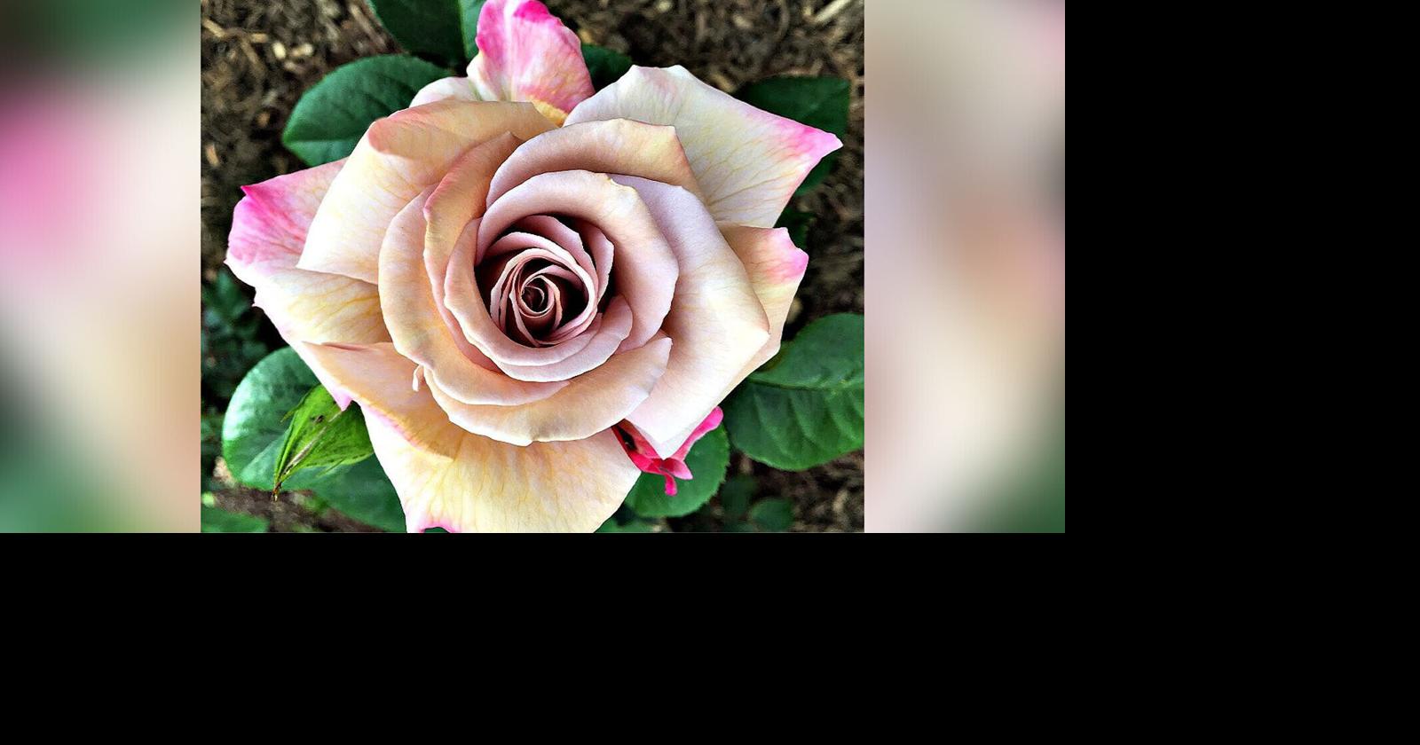 How rare rose collectors save some flowers from extinction | News ...