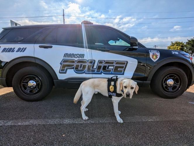 Madison Police Department welcomes Bear, the K9 tackling tech crimes ...