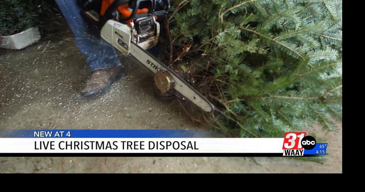 Don't toss it! Easy ways to recycle your Christmas tree this season ...