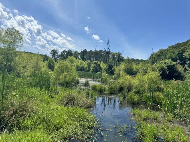 Amber's Alabama: Enrich yourself in Alabama's biodiversity at the TVA ...