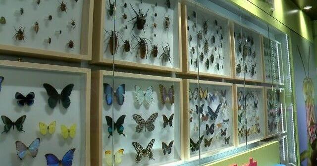 Amber's Alabama: The evolution of the Cook Museum of Natural Science ...