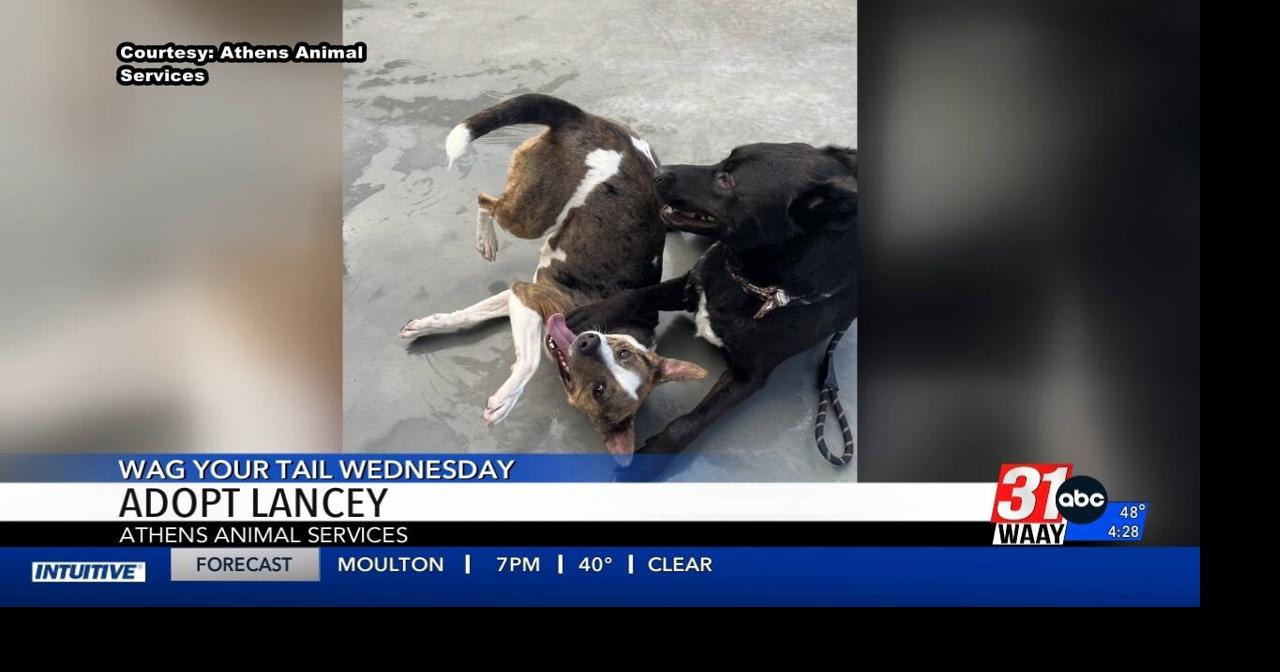 Wag Your Tail Wednesday | Video | waaytv.com