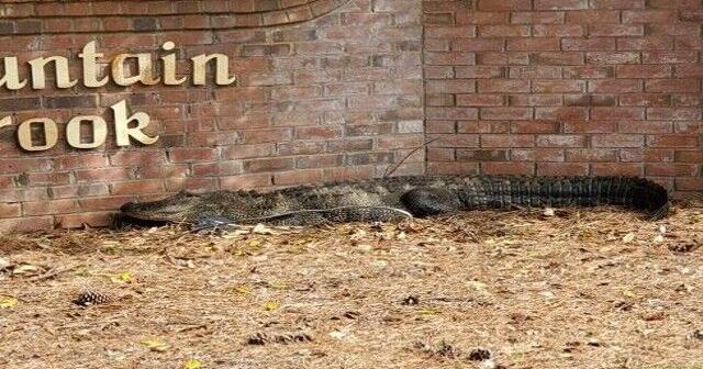 Alligator moved from Madison neighborhood Wednesday morning | News ...