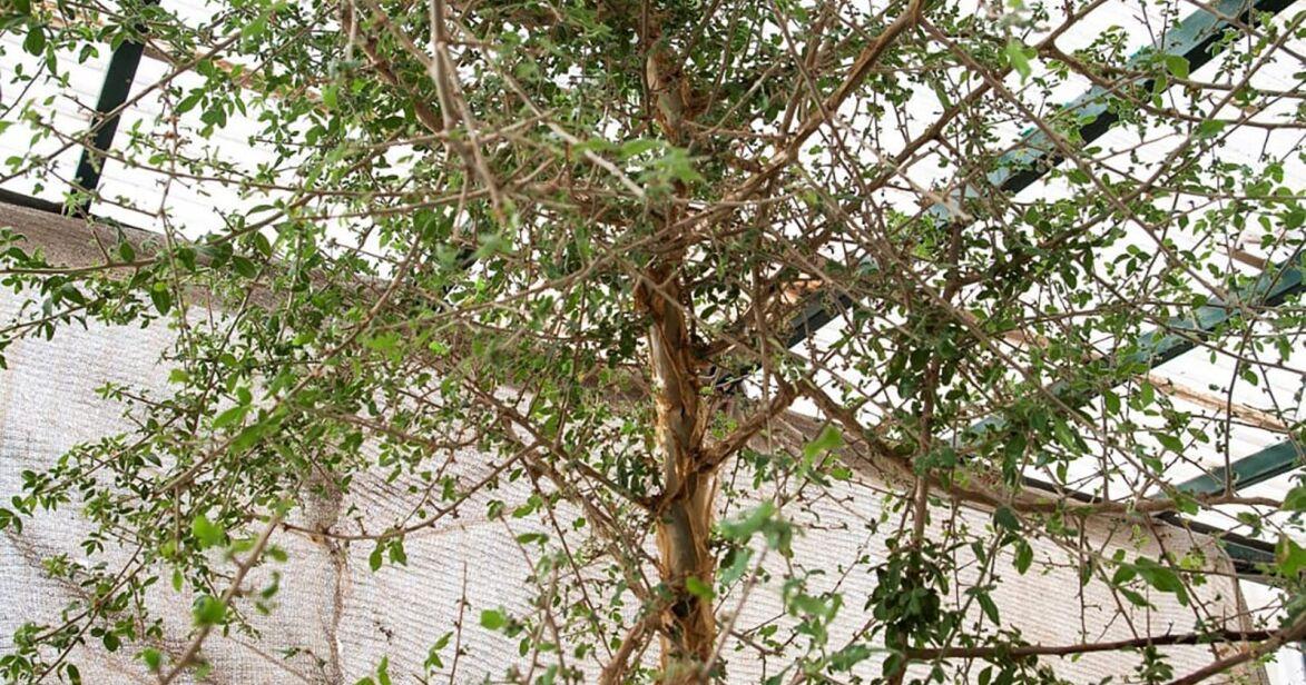 Lost biblical tree resurrected from 1,000 year-old seed | News | waaytv.com