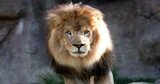 University of North Alabama announces passing of lion mascot, Leo III ...