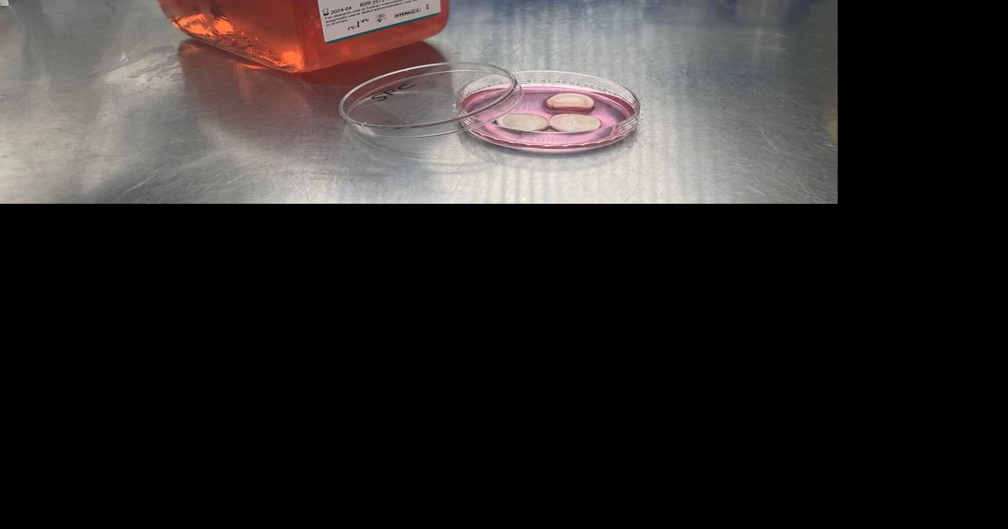 It may look like pink Jello but scientists hope this new invention ...