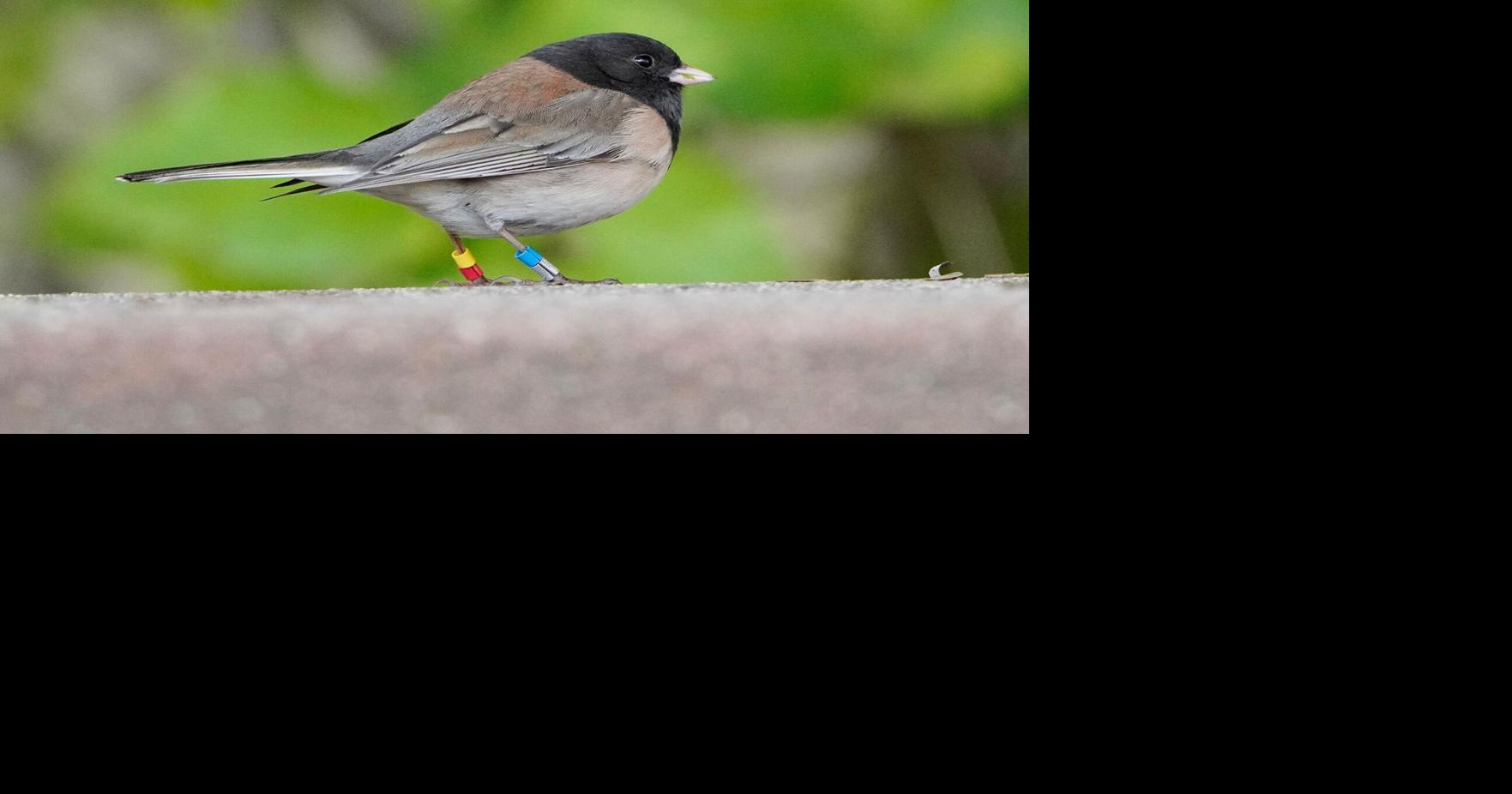 Birds at a college changed beak shapes during the pandemic. It might be ...